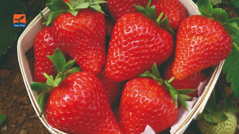 انواع توت فرنگی چهار فصل - بذرشاپ